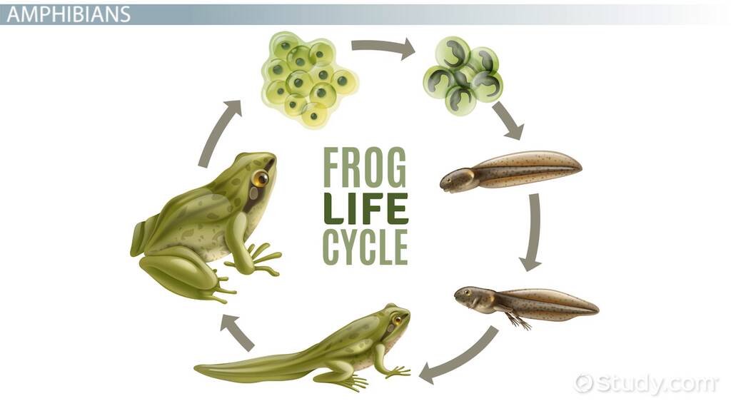 Toad Life Cycle