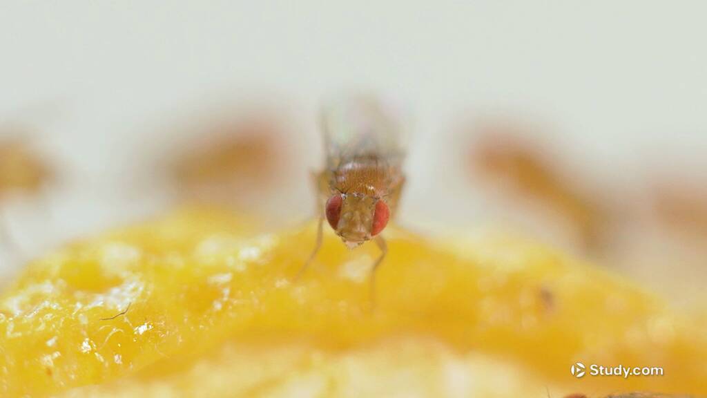 Fruit Fly | Lifespan, Anatomy & Life Cycle - Video | Study.com