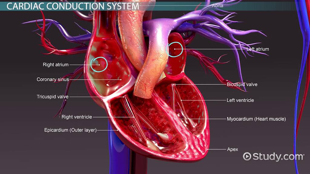Lung Nodule Detection In Chest X rays Using Synthetic 60 OFF