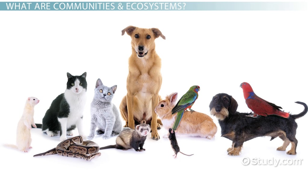 Difference Between A Community And An Ecosystem Lesson Study