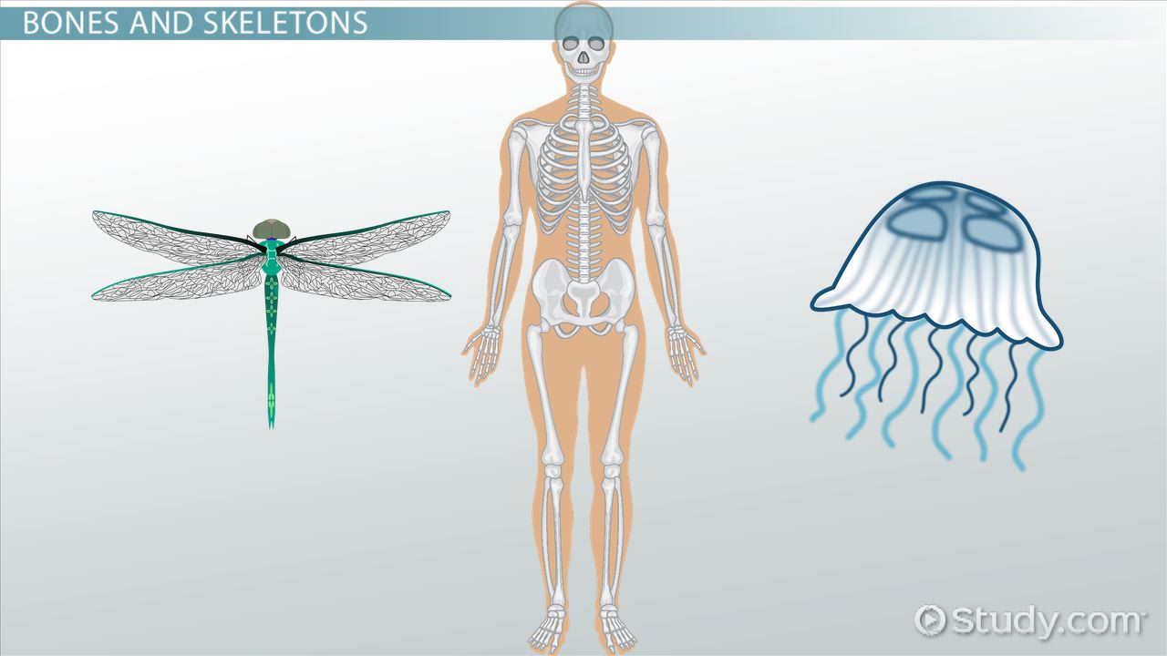 Skeleton Hydrostatic Skeleton Structure And Functions In 59 OFF