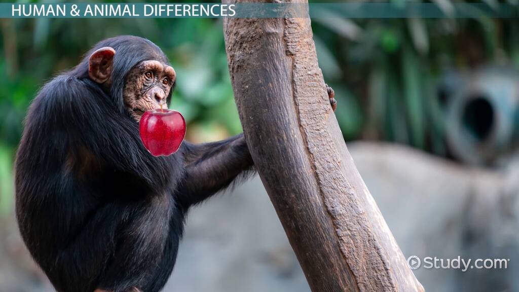 Animal Communication vs. Language | Overview, Difference & Types ...