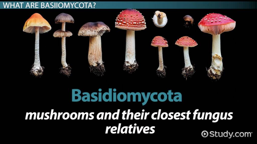 Phylum Basidiomycota | Characteristics, Examples & Life Cycle - Lesson ...