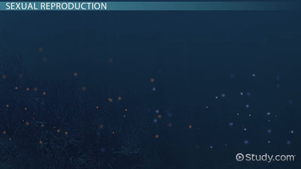 Echinodermata | Groups, Features & Reproduction - Lesson | Study.com