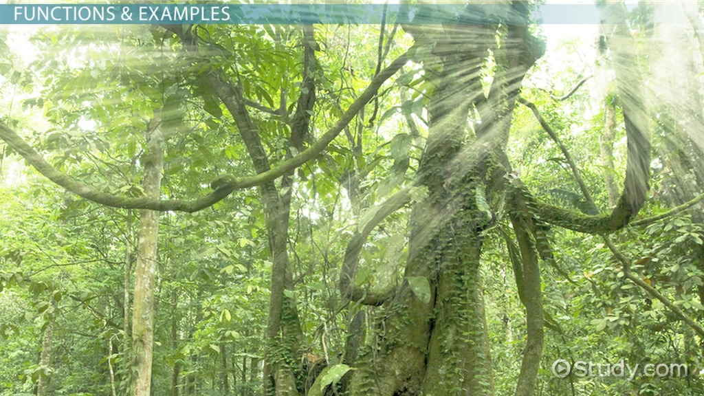 Tetraploid Definition, Functions & Examples - Lesson | Study.com