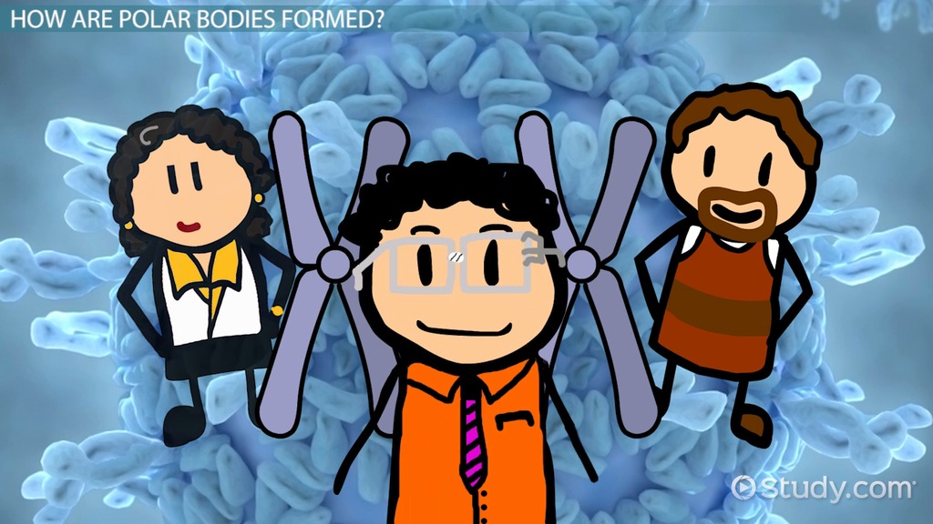 Polar Body: Definition, Formation & Twinning - Video & Lesson ...