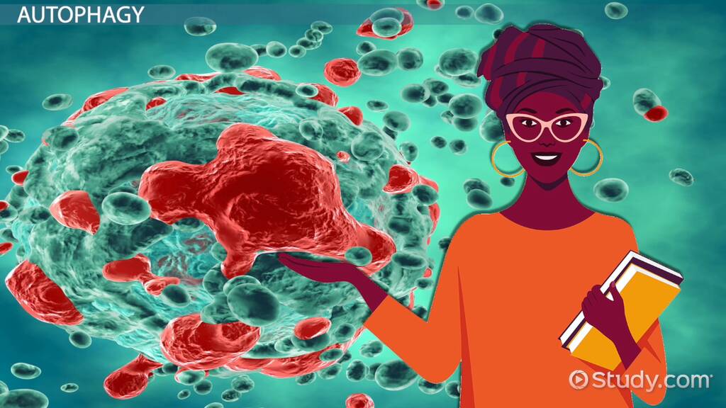Apoptosis vs. Autophagy | Differences & Examples - Lesson | Study.com