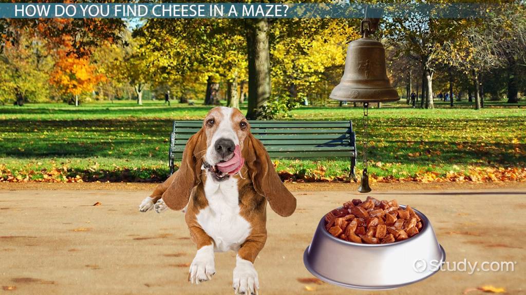 Edward Chace Tolman & Purposive Behaviorism - Lesson | Study.com