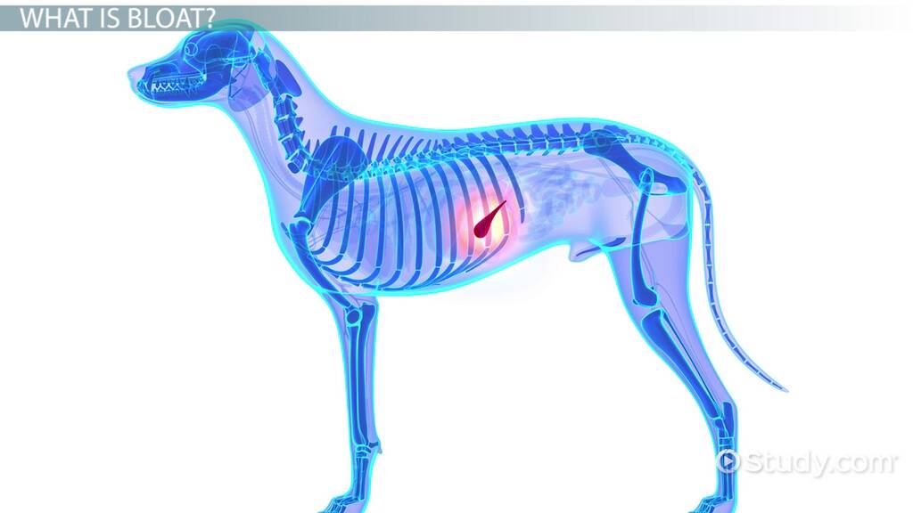 Signs, Symptoms & Causes of Bloat in Dogs - Video | Study.com