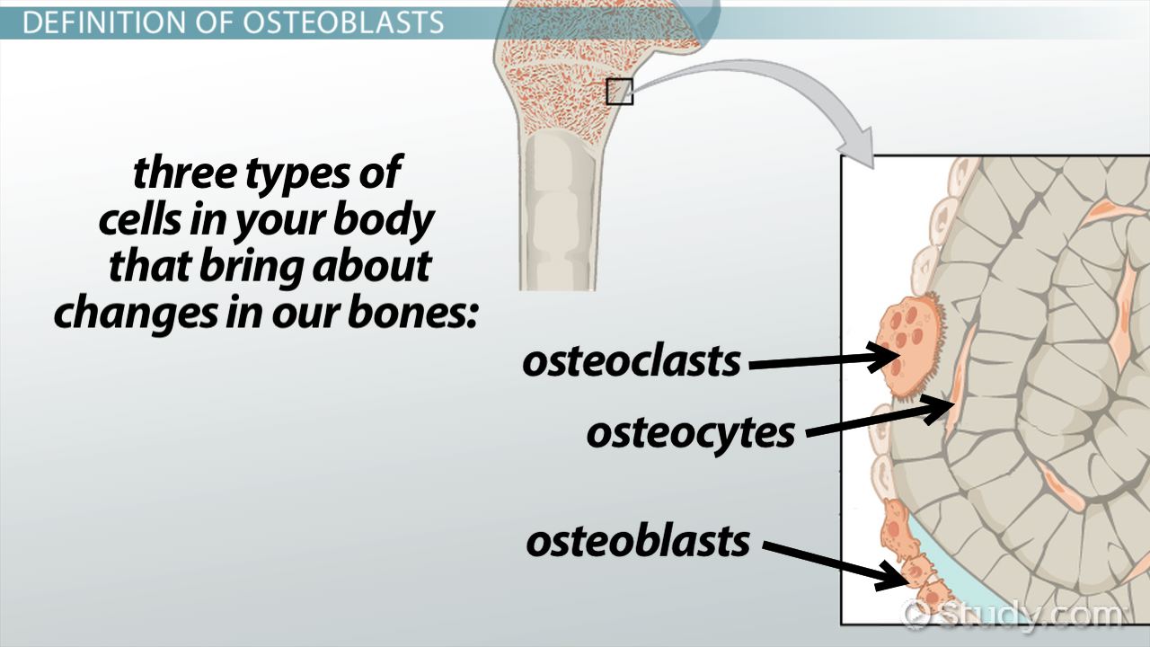 Osteoblast Definition Function Differentiation Video Lesson Osteoblast Definition Function Differentiation Video Lesson