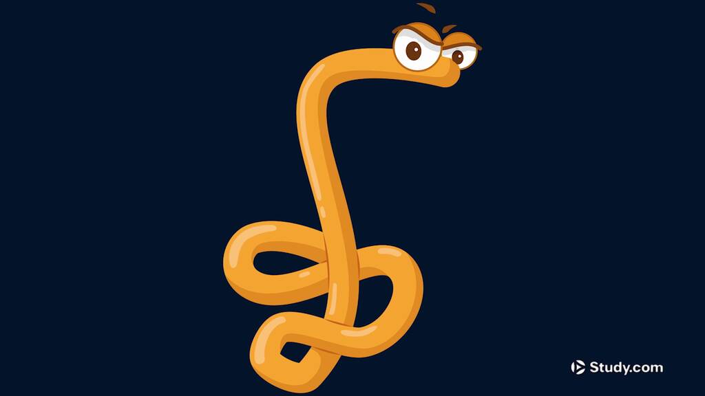 Ebola Life Cycle | Replication, Stages & Targets - Lesson | Study.com