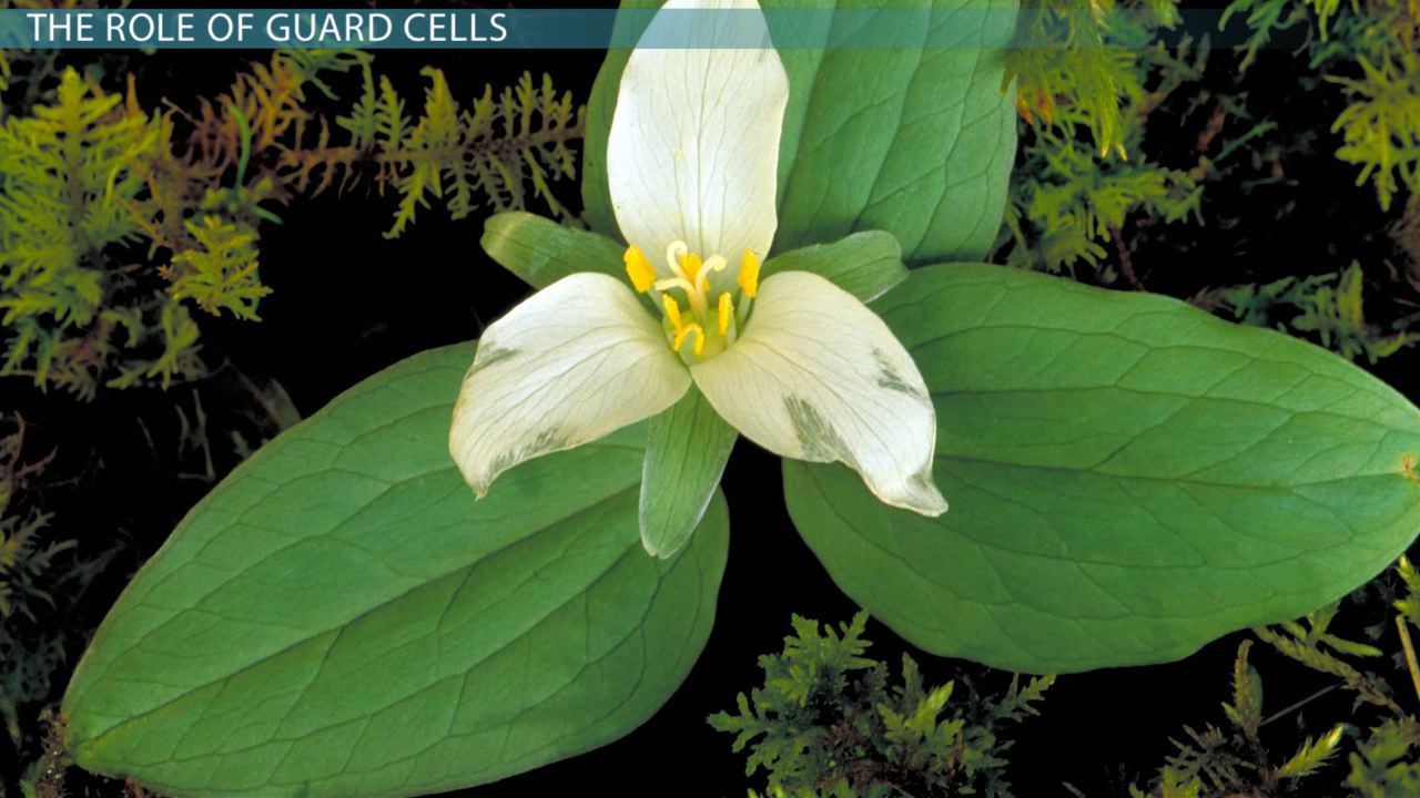 Guard Cells In Plants Definition Structure Function Lesson Guard Cells In Plants Definition Structure Function Lesson