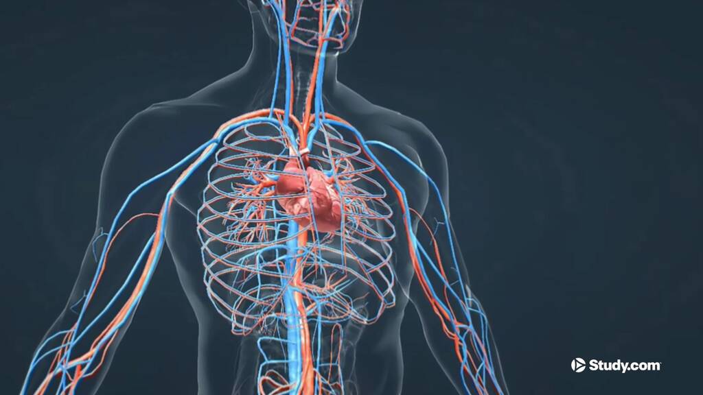 Closed vs. Open Circulatory Systems | Types & Comparison - Lesson ...