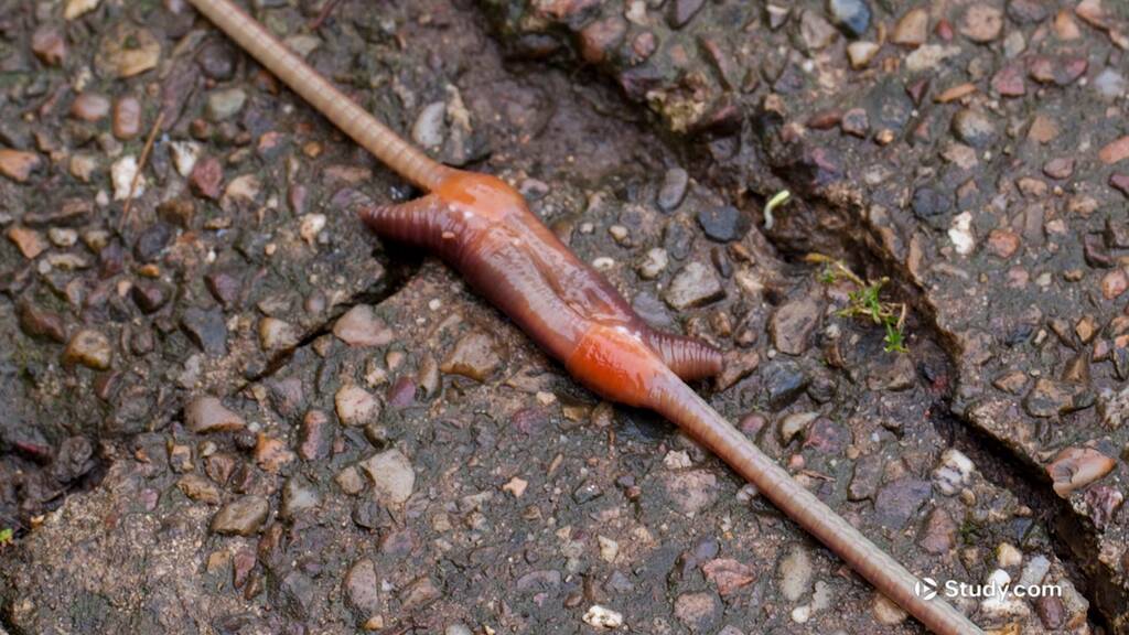 Annelid Reproduction | Facts & Example - Lesson | Study.com