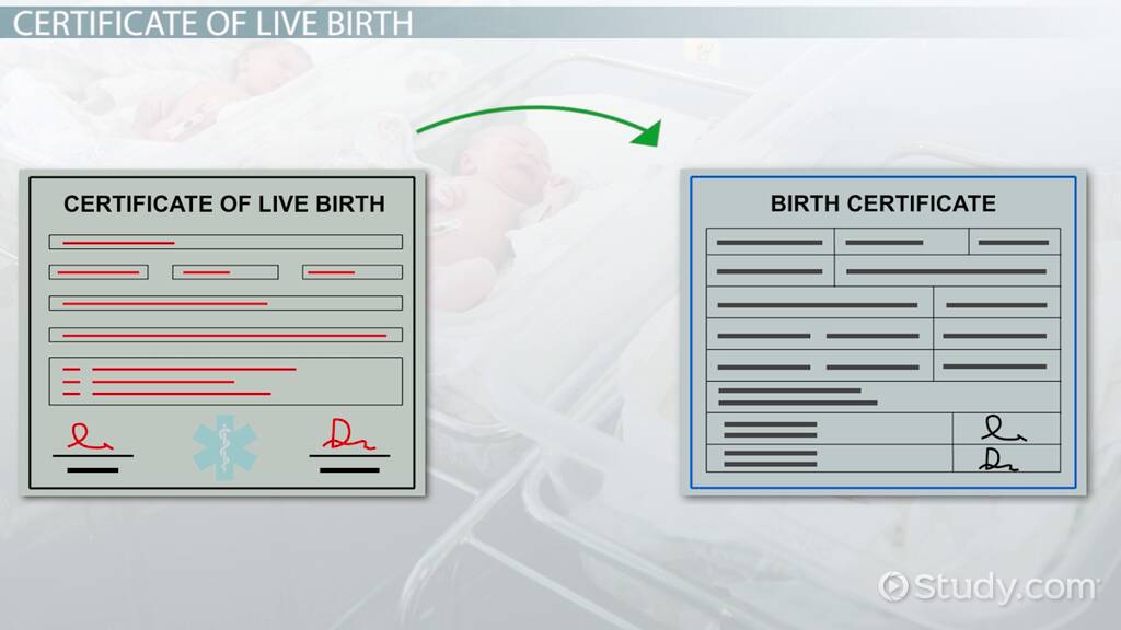 Certificate Of Live Birth Vs Birth Certificate Video Lesson Certificate Of Live Birth Vs Birth Certificate Video Lesson