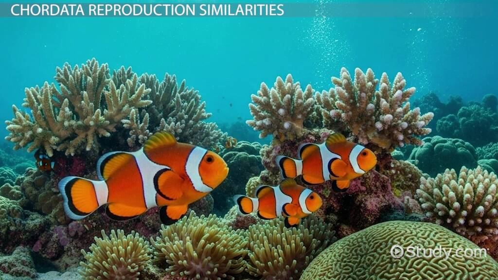 Phylum Chordata | Characteristics, Animals & Reproduction - Lesson ...