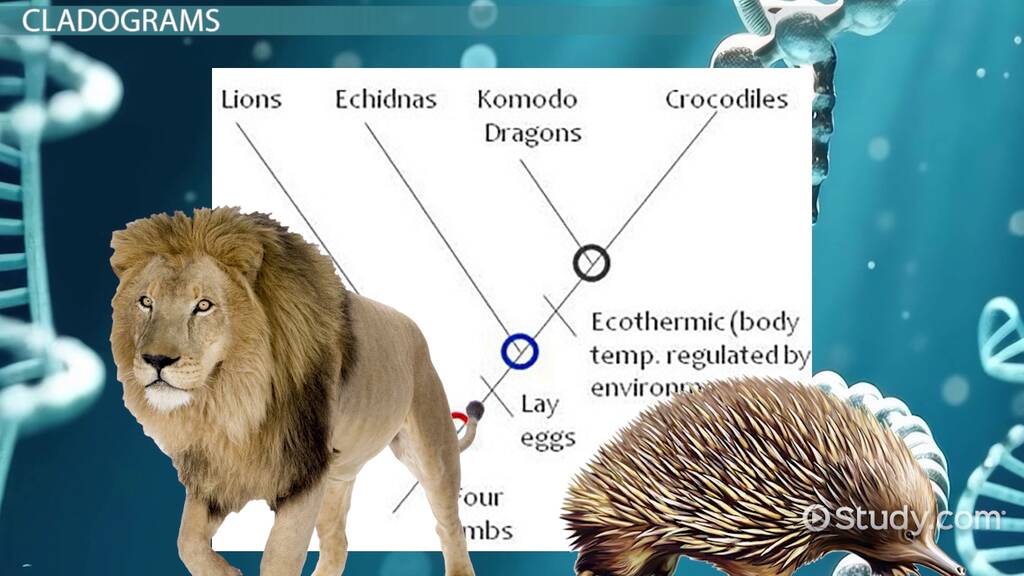 Monophyletic Group | Definition & Examples - Video | Study.com