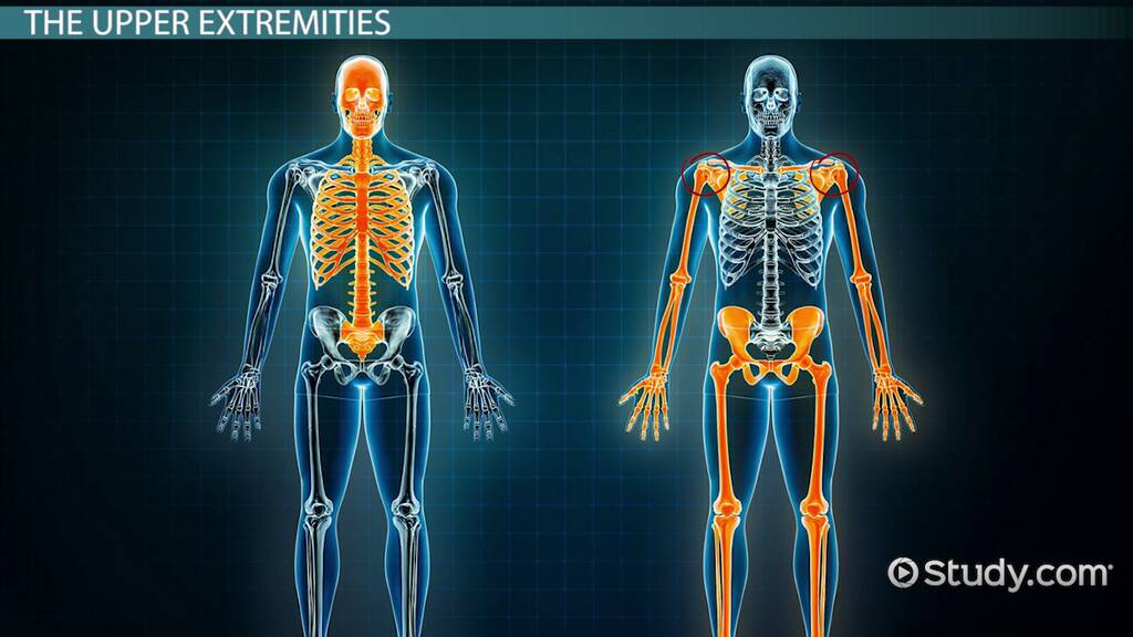Principal Anatomical Regions Of The Human Body Video Lesson 