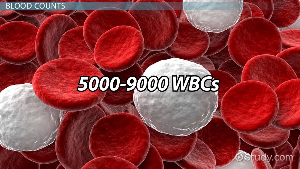 Blood Count Test Terminology - Lesson | Study.com
