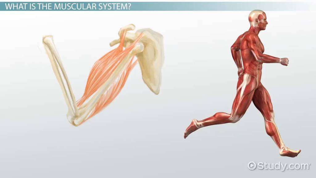 Muscular System Diseases Symptoms Treatments Video Lesson Muscular System Diseases Symptoms Treatments Video Lesson