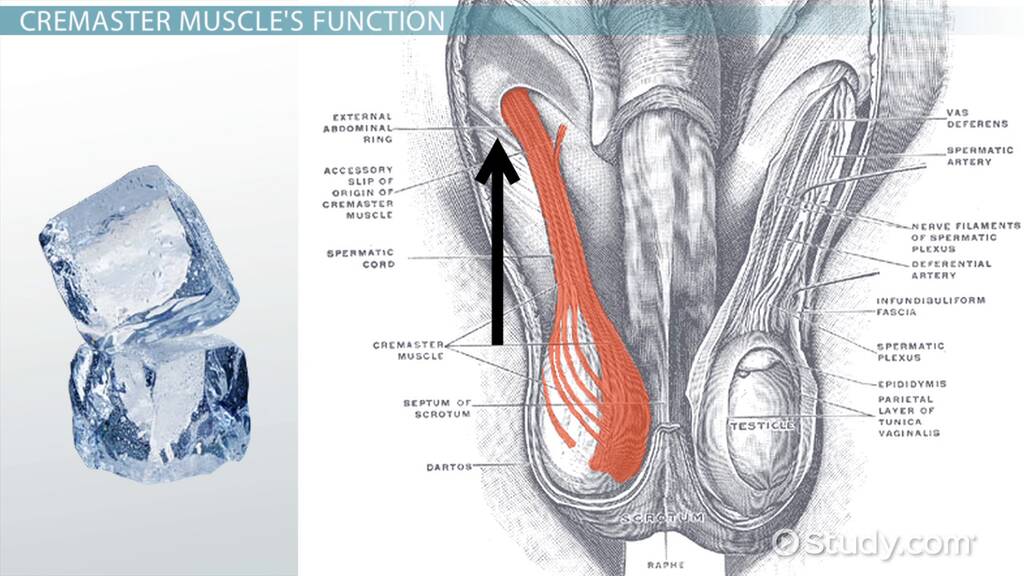 Cremaster Muscle | Contraction, Function & Pain - Video | Study.com