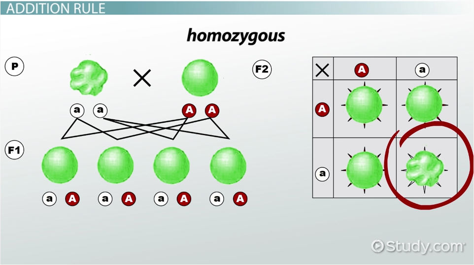 The Addition Rule Applied to Mendelian Inheritance - Video & Lesson ...