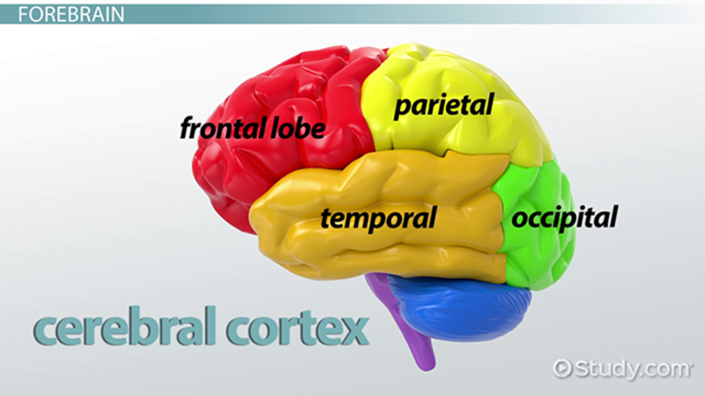 Simple Diagram Of Human Brain