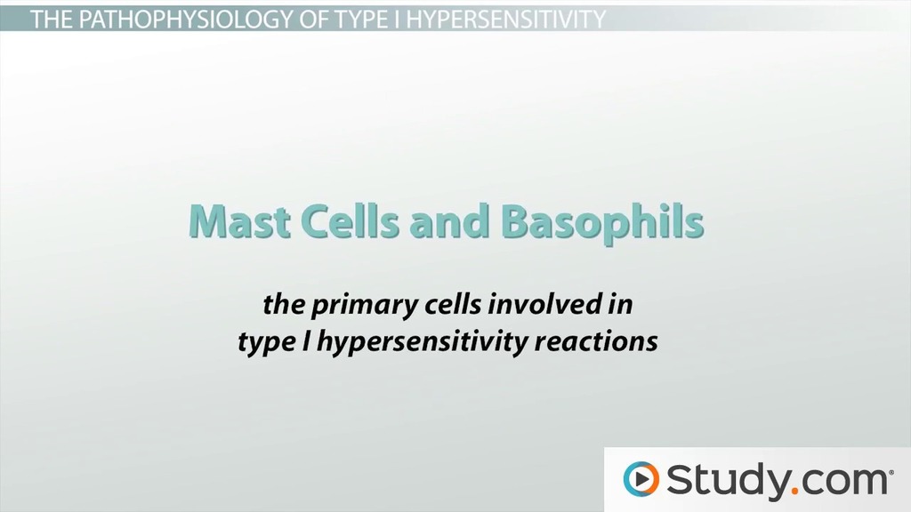Type I Hypersensitivity: Allergic Reactions - Lesson | Study.com