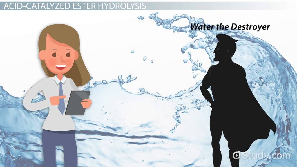 Ester Hydrolysis | Overview, Procedure & Mechanism - Lesson | Study.com