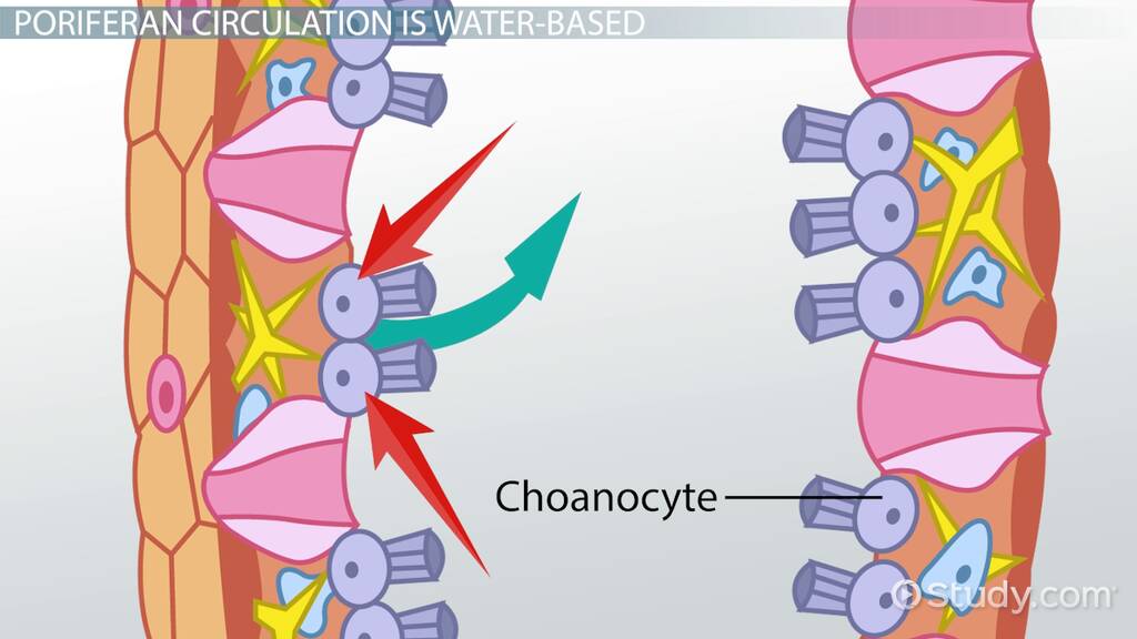 Porifera Characteristics, Body Plans & Circulatory Systems - Video ...