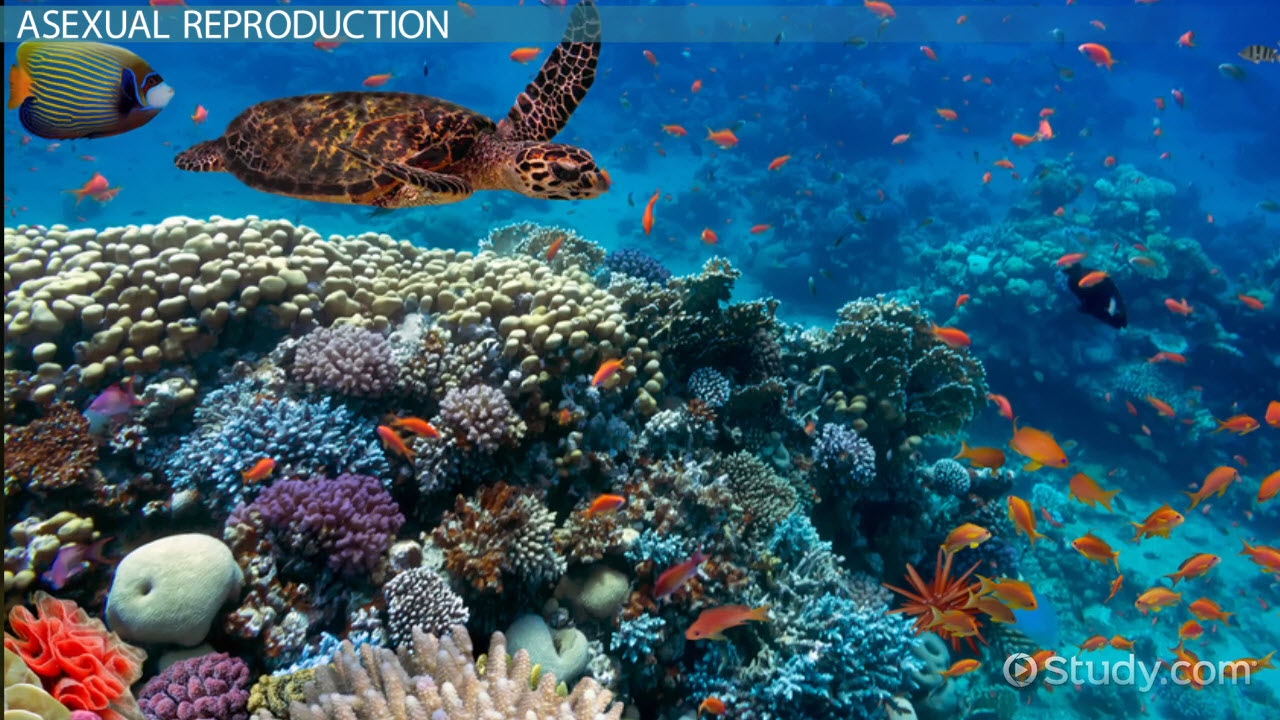 Cnidarians Reproduction Characteristics Lesson Study