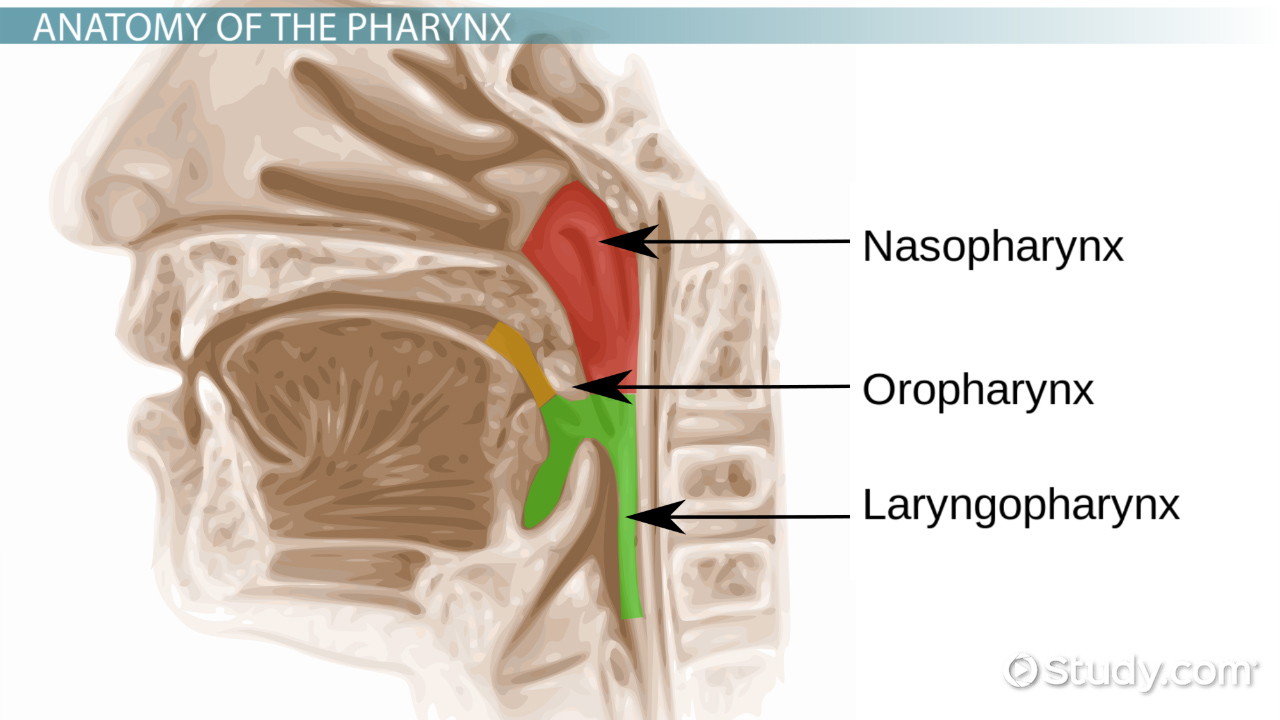 Pharynx Pronunciation