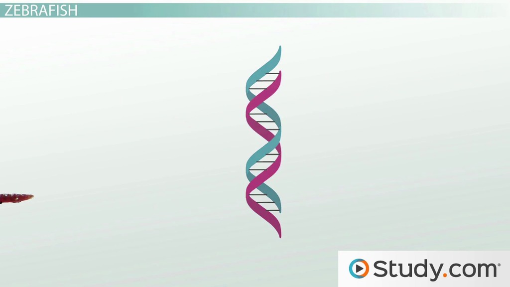 Vertebrate Model Organisms in Genetic Research - Video | Study.com