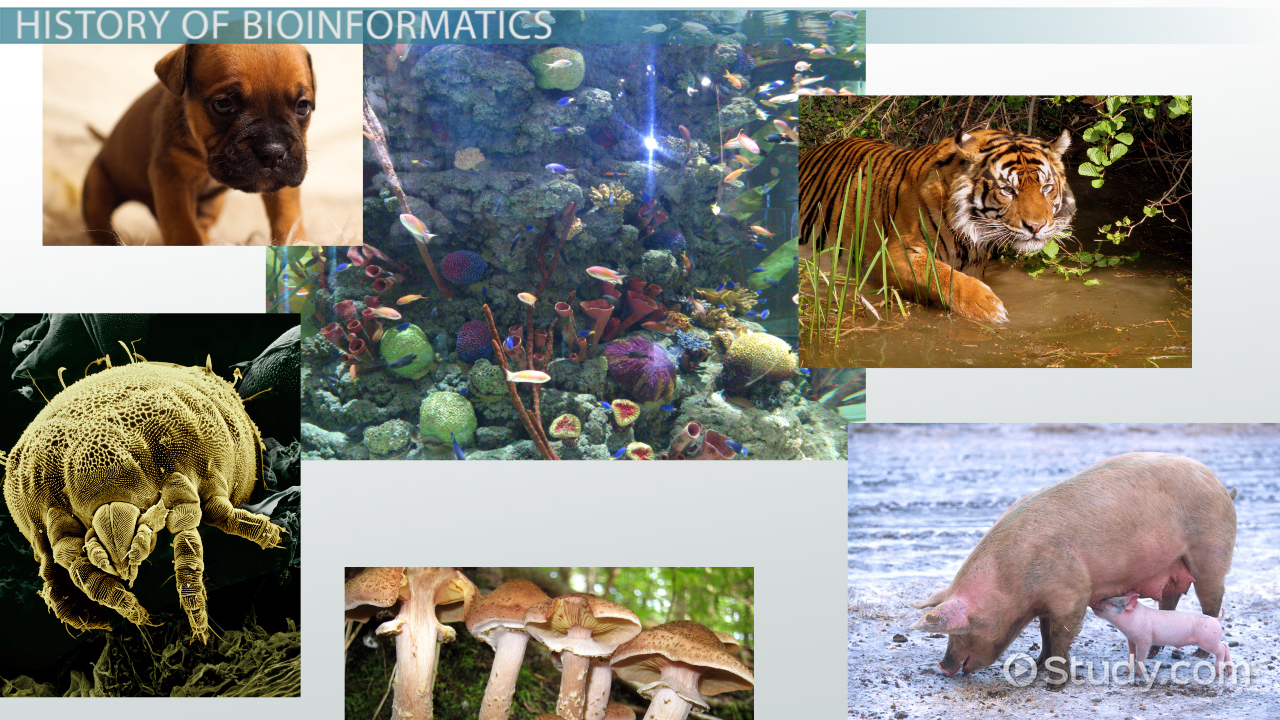 Uses of Bioinformatics in Genome Analysis - Lesson | Study.com