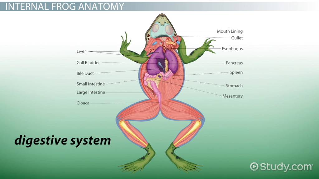 Frog Anatomy Labeled Frog Anatomy Labeled