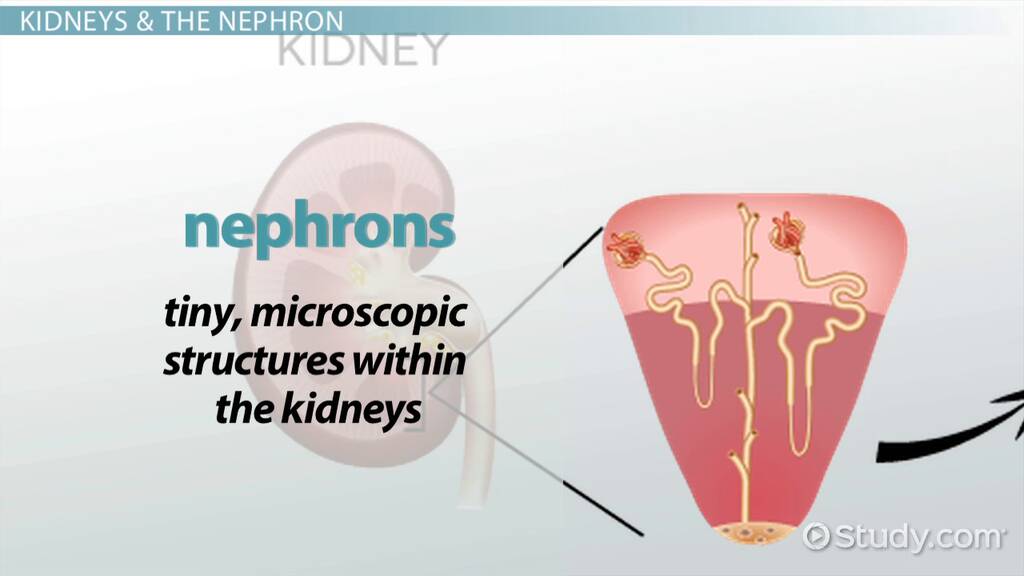 Nephron Diagram Labeled Renal Cortex Histology And Labeled Diagram