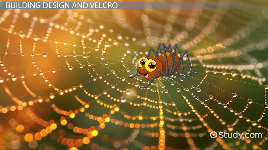 Inventions Inspired by Nature | Technology & Examples - Video | Study.com