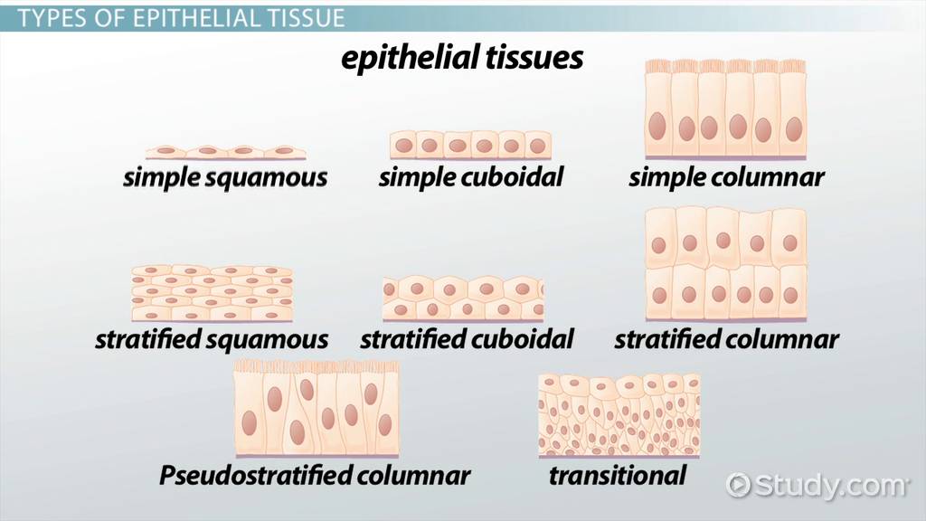 Types Of Epithelial Tissue Diseases Lesson Study Types Of Epithelial Tissue Diseases Lesson Study
