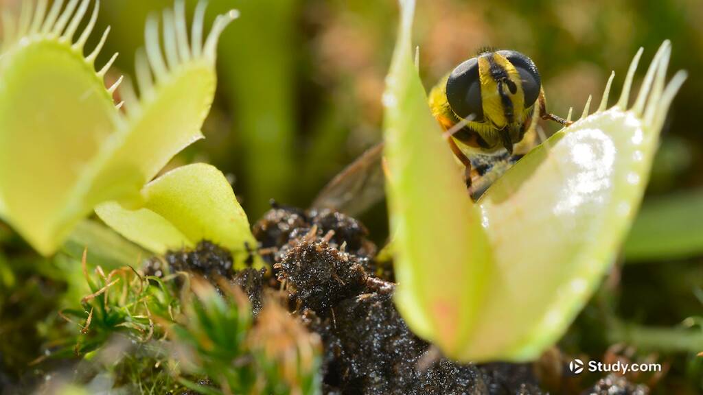 Venus Flytrap Definition, Life Cycle & Growth - Video | Study.com