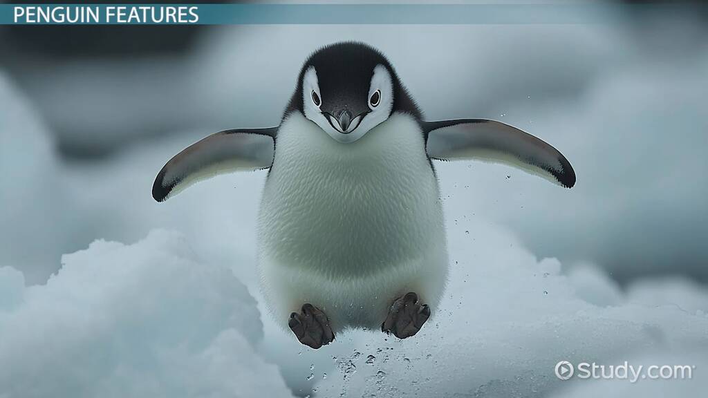 Facts About Penguins for Kids - Lesson | Study.com