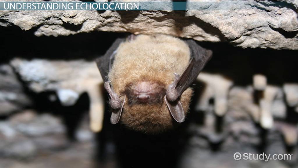 Echolocation Definition Uses Examples Lesson Study
