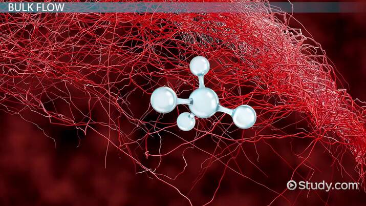 Capillary Exchange: Process & Properties - Lesson | Study.com