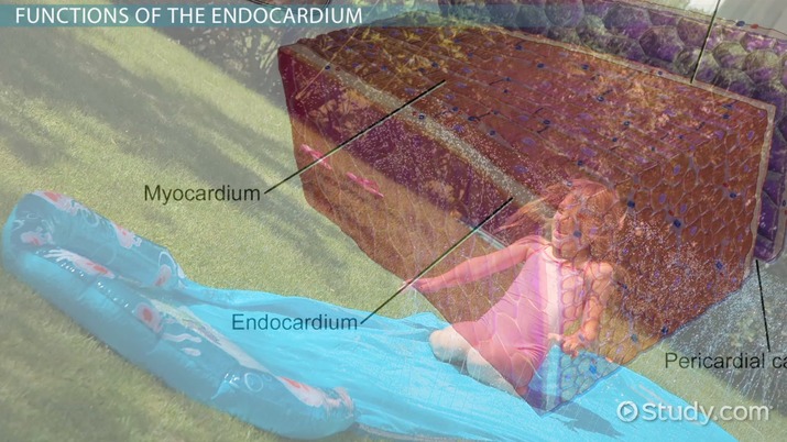 Endocardium Definition, Parts & Functions - Lesson | Study.com