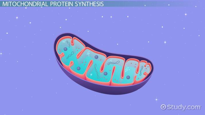 Mitochondrial Protein Synthesis | Process & Function - Lesson | Study.com