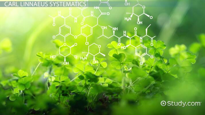 Systematics in Biology | Definition, Main Aim & Examples - Lesson ...