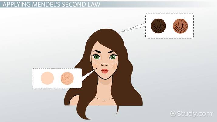 Mendel's Second Law & Its Application - Lesson | Study.com