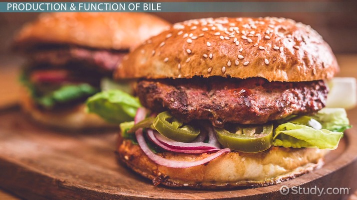 What is Bile? | Function & Production - Lesson | Study.com