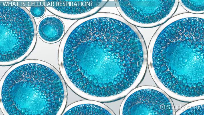 Comparing Cellular Respiration to Burning Fossil Fuels - Lesson | Study.com