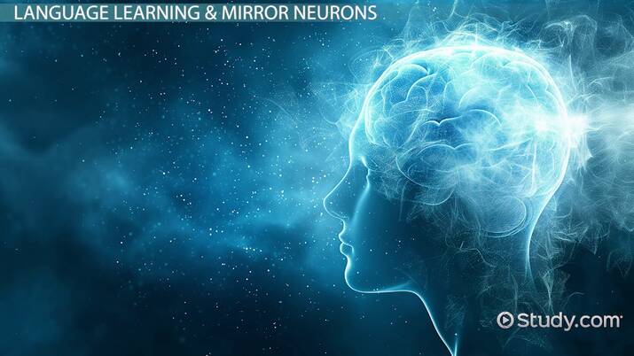 Brain & Language | Physiology & Speech Production - Lesson | Study.com