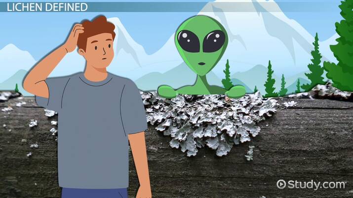 Lichen: Reproduction & Life Cycle - Lesson | Study.com